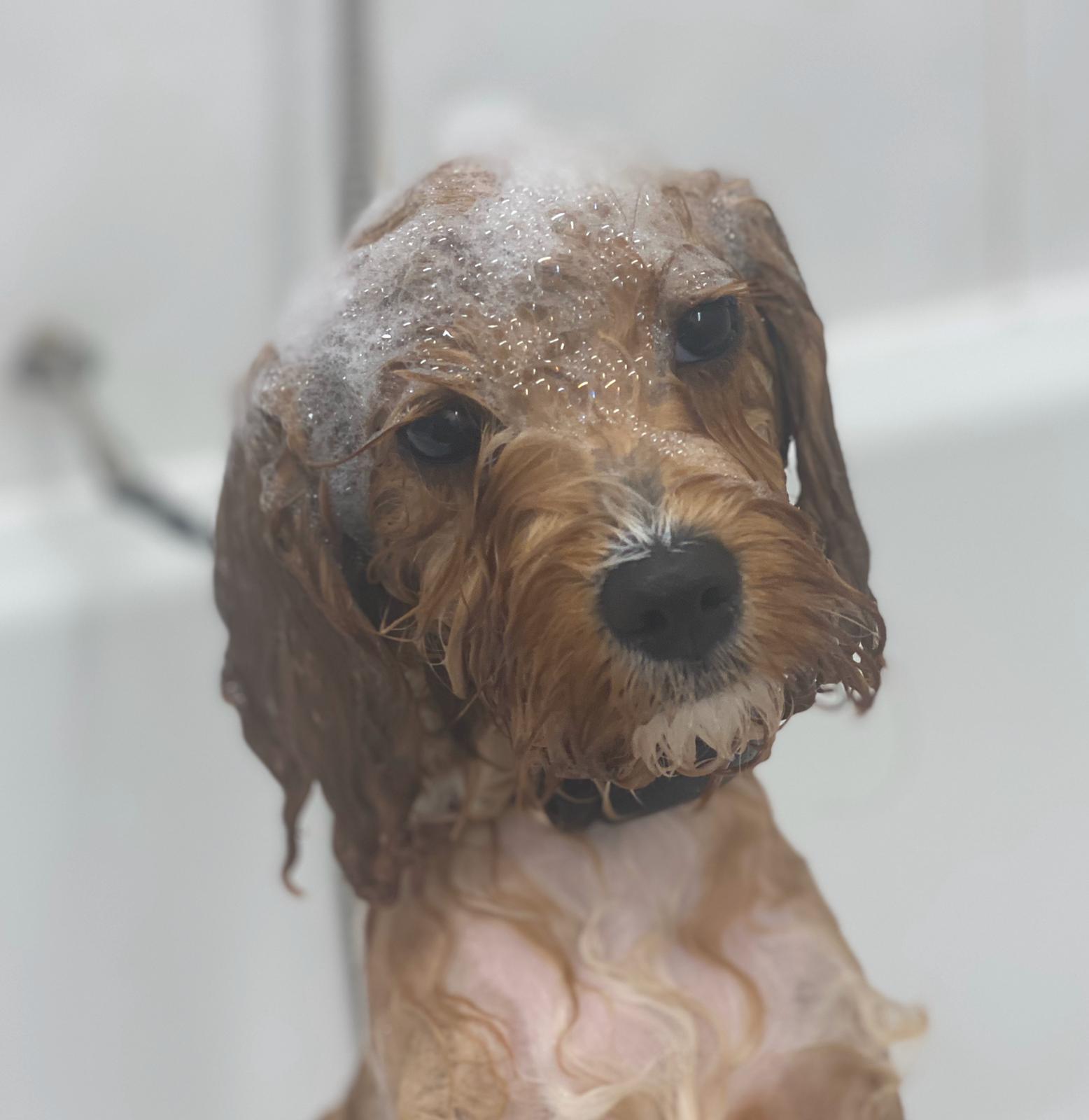 Paw Perfect – Mobile Pet Grooming Service in London