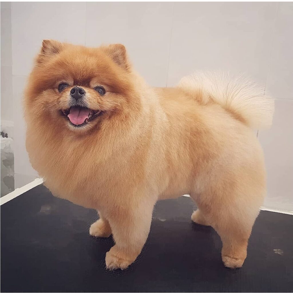 Paw Perfect – Mobile Pet Grooming Service in London