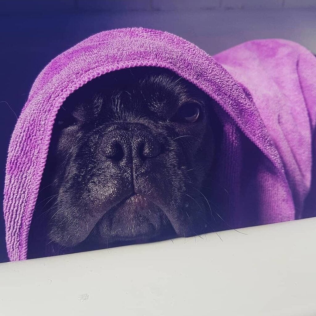 Paw Perfect – Mobile Pet Grooming Service in London